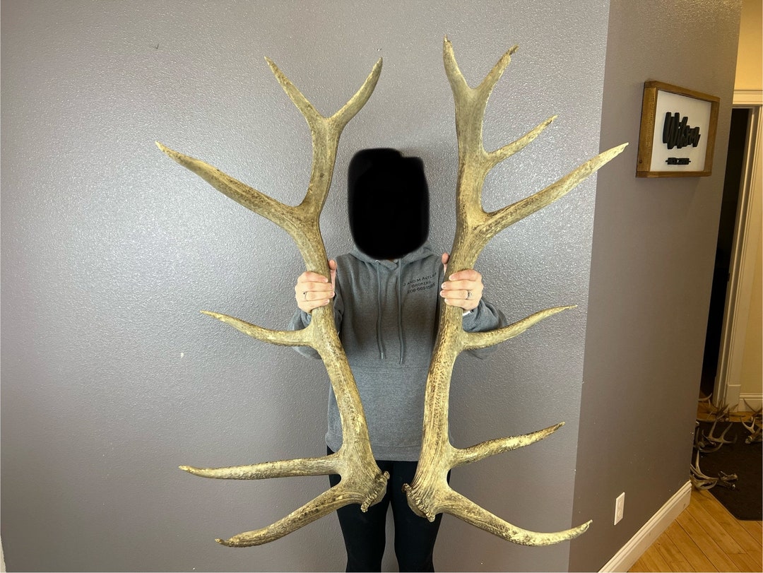 Matched Set 6x7 ELK ANTLERS Sheds Wild Idaho Horn Decor Deer Moose - Etsy