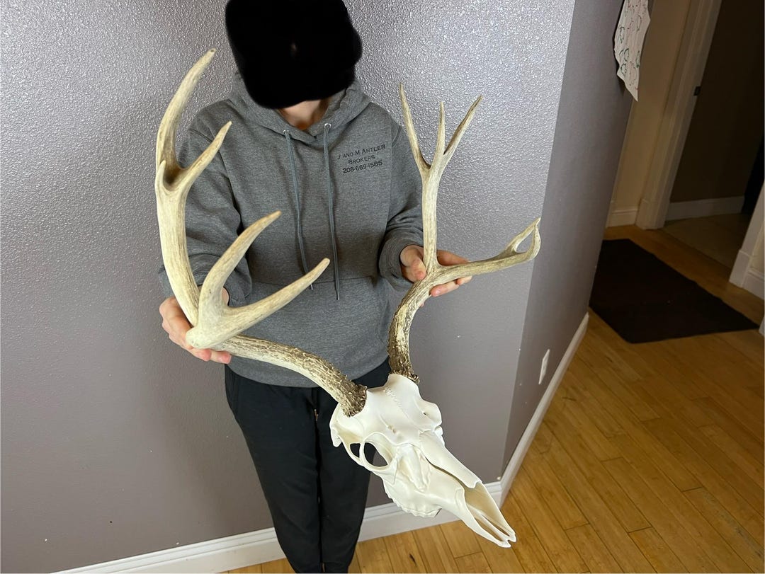 European Fake Skull Mule Deer Antlers Set Wild Idaho Horns Euro Mount ...