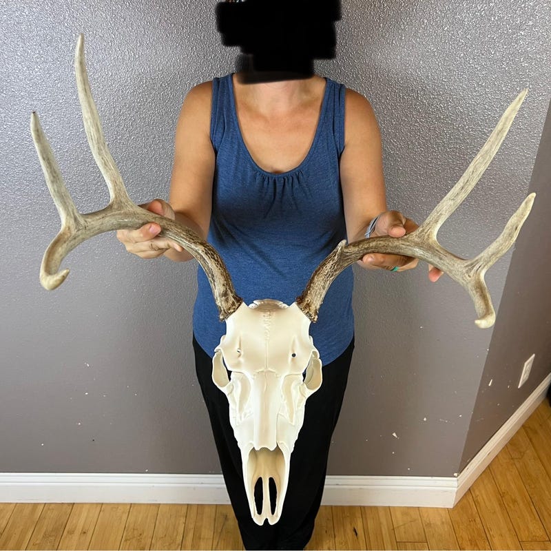 Fake Deer Skull - Etsy