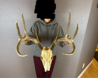 European Deer Skull Mount - Etsy