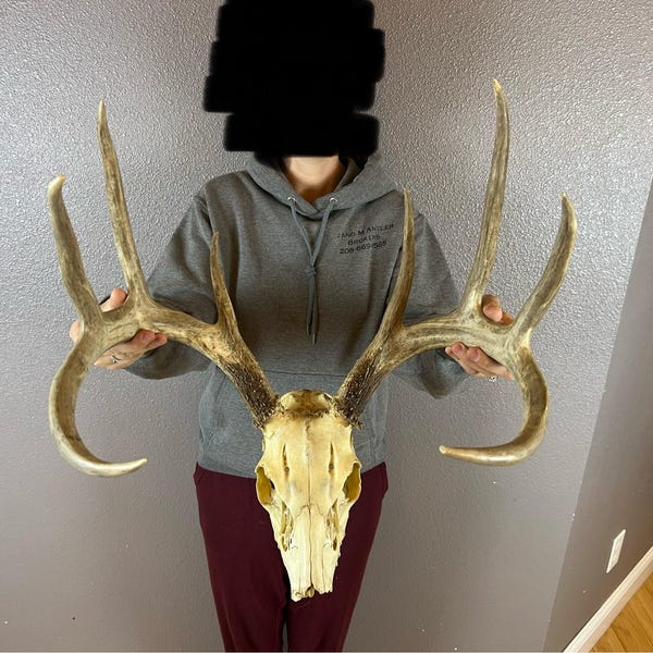 Deer Skull Antlers - Etsy