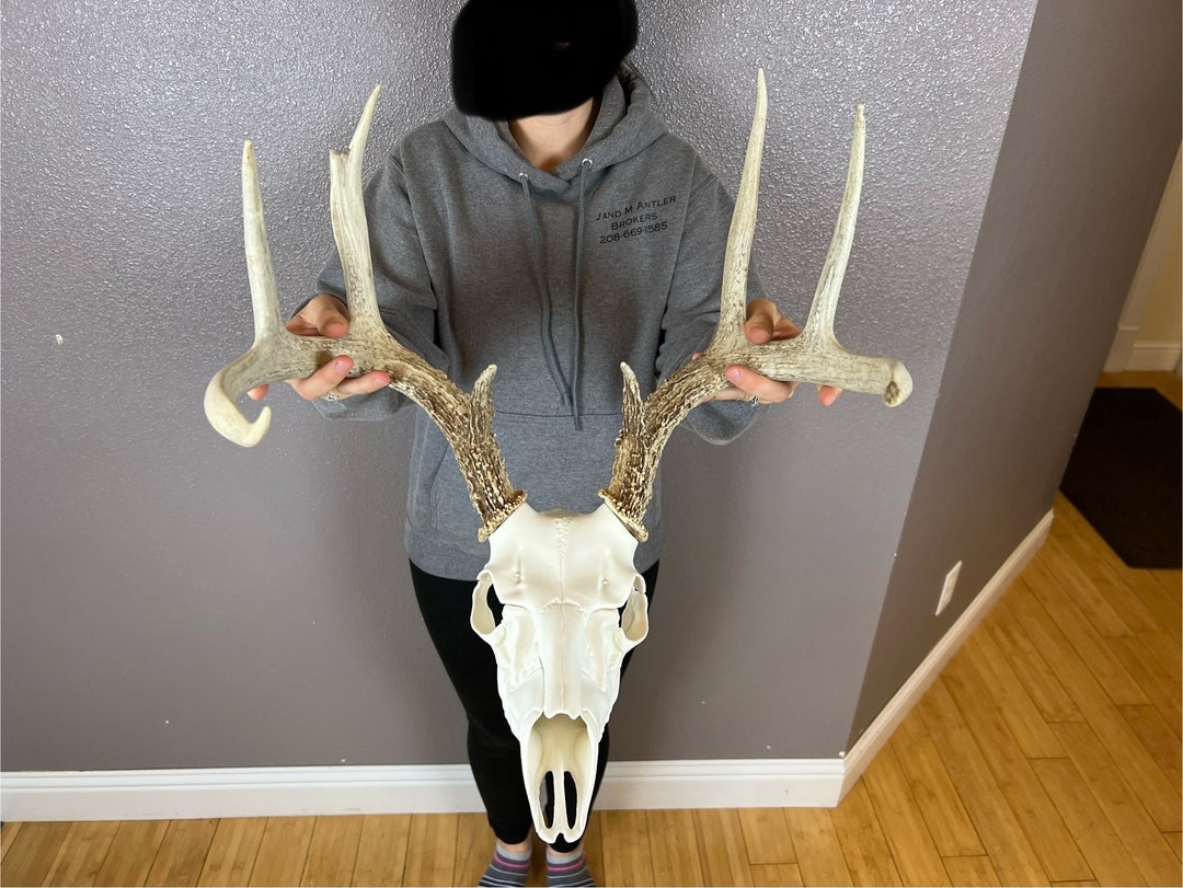 European Fake Skull Whitetail Deer Antlers Set Wild Idaho Horns Euro ...