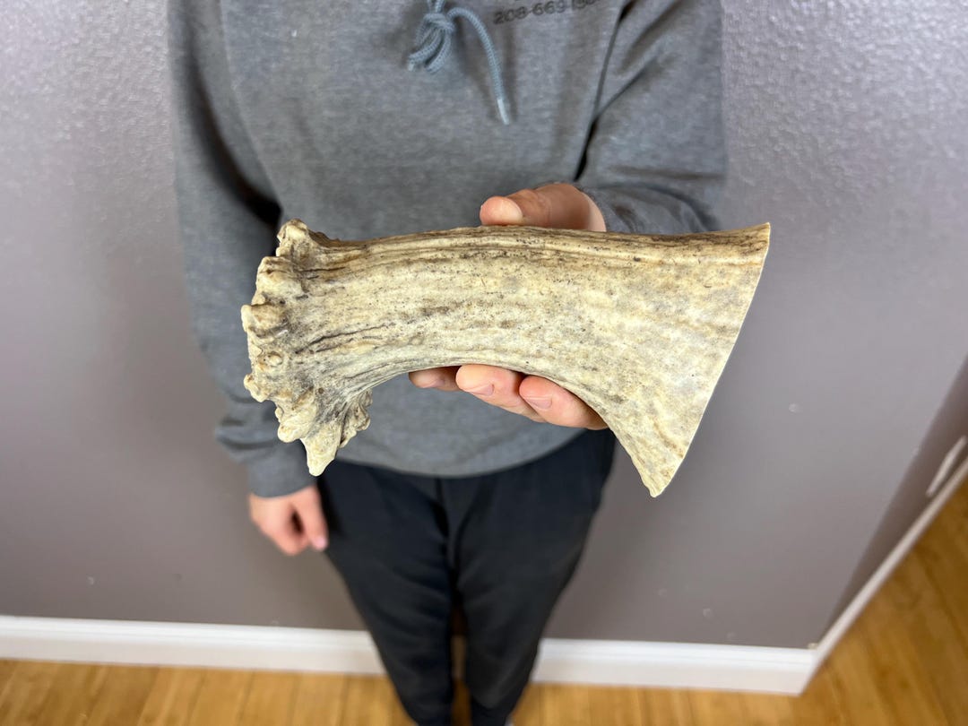 1 Huge Whole Moose Antler BILLET Shed FLINT KNAPPING Horn 7” Knife ...
