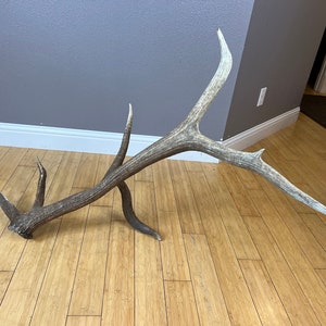 ELK SHED 7pt Drop Tine Antler Wild Idaho Horn Deer Moose - Etsy