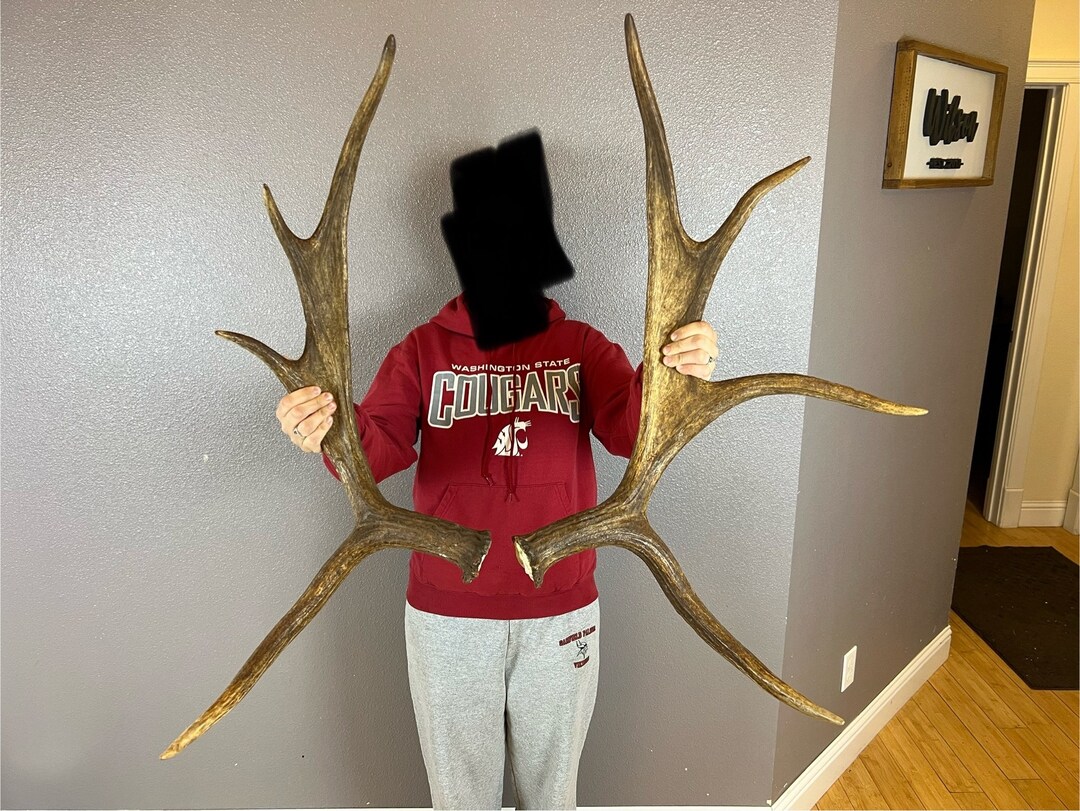 Moose Antler Shed SET Matched Horns Sheds Mount Carving Wild Idaho #1 ...