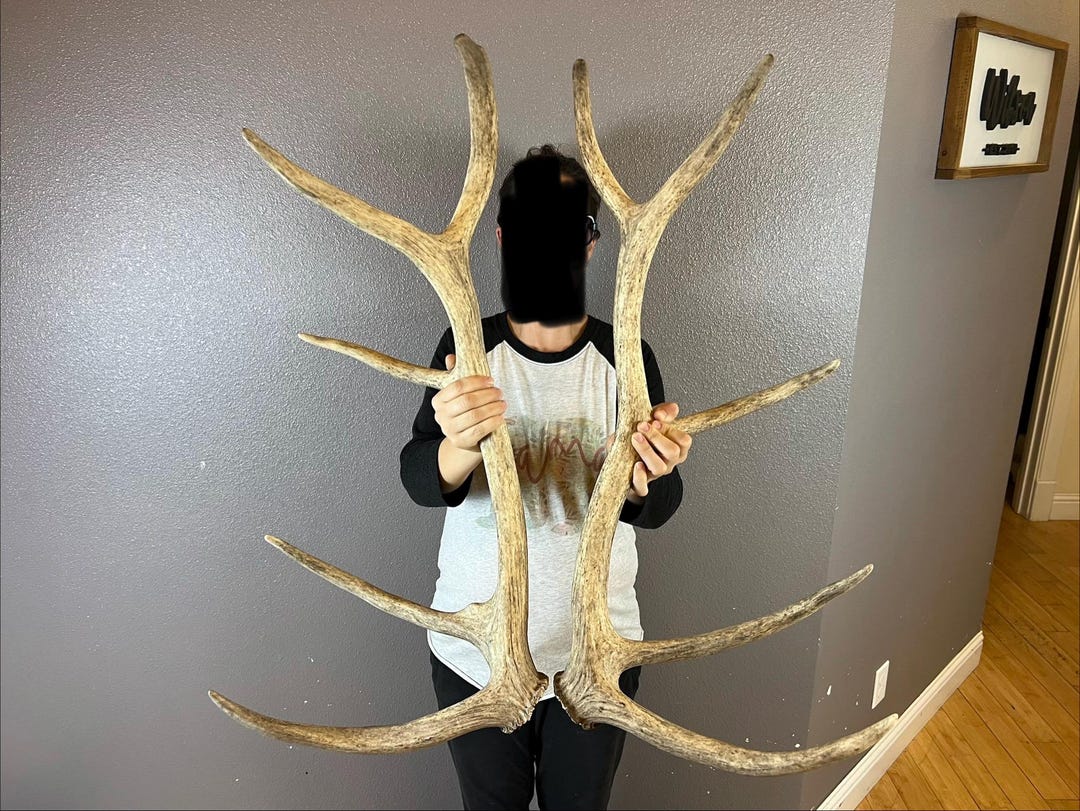 Matched Set Small 5x5 ELK Antler Sheds Idaho Horn Deer Shed Moose Decor ...
