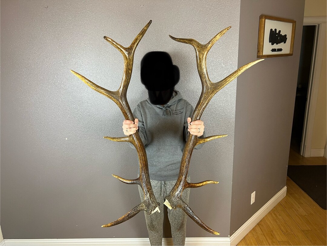 Matched Set 6x6 ELK ANTLERS CUTS Wild Idaho Horn Deer Moose Decor Cuts ...