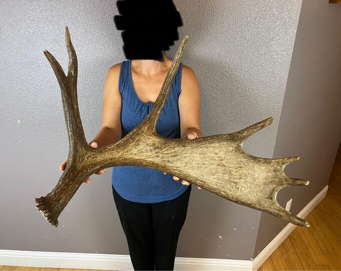 Moose Antler Shed Matched Horns Sheds Mount Carving Wild Idaho #1 Grade ...