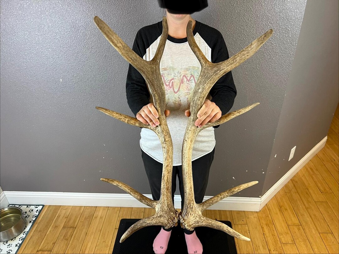 Matched Set Small 5x5 ELK Antler Sheds Idaho Horn Deer Shed Moose Decor ...