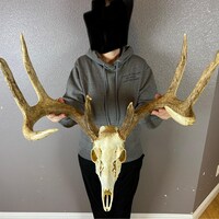 Antlers Mount - Etsy