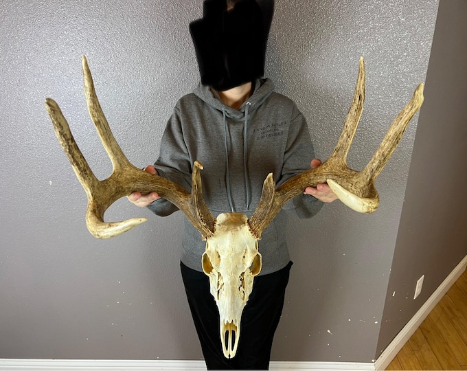 European REAL Skull Whitetail Deer Antlers Set Wild Horns Euro Mount ...