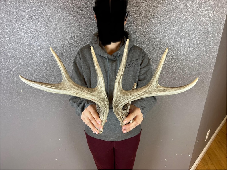 Matched Set Whitetail Deer Antlers Cut Offs 5x6 Wild Idaho Horns ...