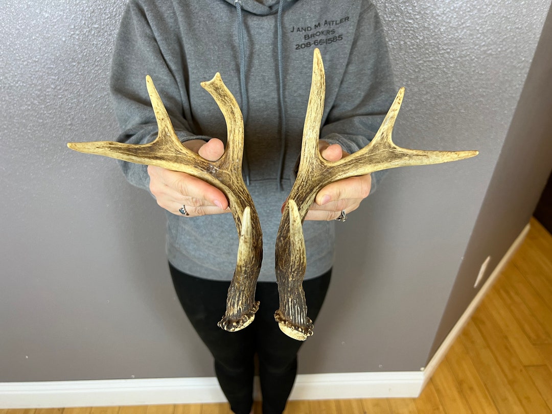 Matched Mini Set Whitetail Deer Antlers Cut Offs 4x4 Wild Idaho Horns ...
