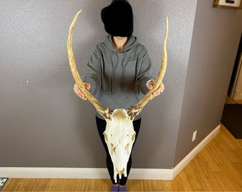 European REAL Skull Whitetail Deer Antlers Set Preserve Horns Euro ...