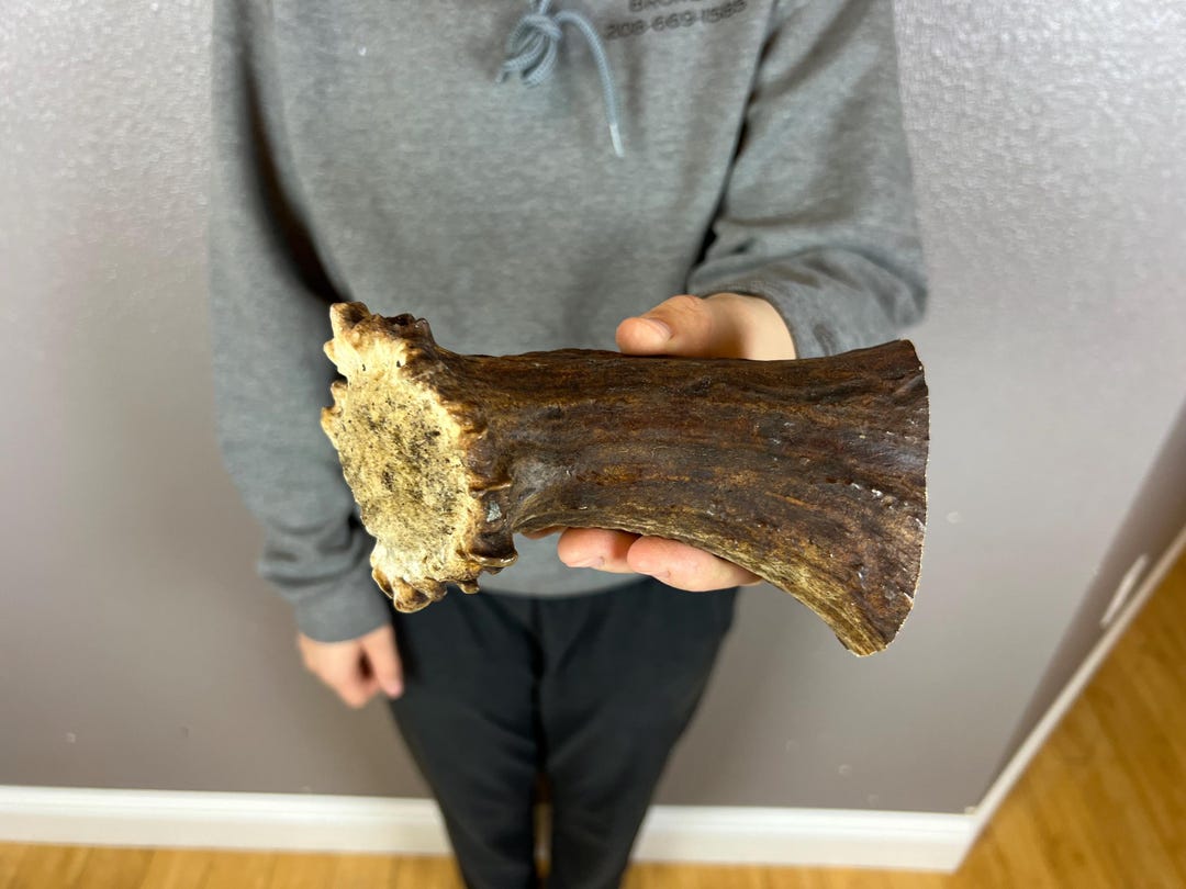 1 Huge Whole Moose Antler BILLET Shed FLINT KNAPPING Horn 6.5 Knife ...