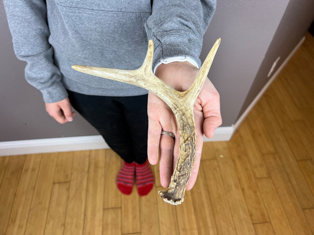 MINI 3pt Whitetail Deer Antler Shed Wild Horn Elk Decor Antlers Sheds ...
