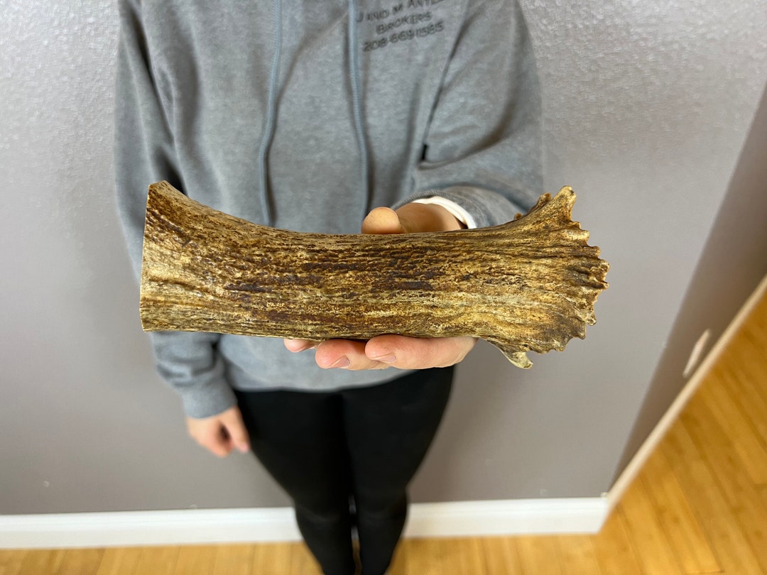 1 Huge Whole Moose Antler BILLET Shed FLINT KNAPPING Horn 7” Knife ...