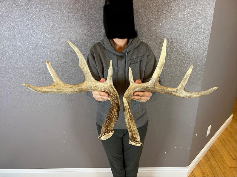 Two BIG 5pt Whitetail Deer Antlers Sheds Horns Rustic Decor Rattlers - Etsy