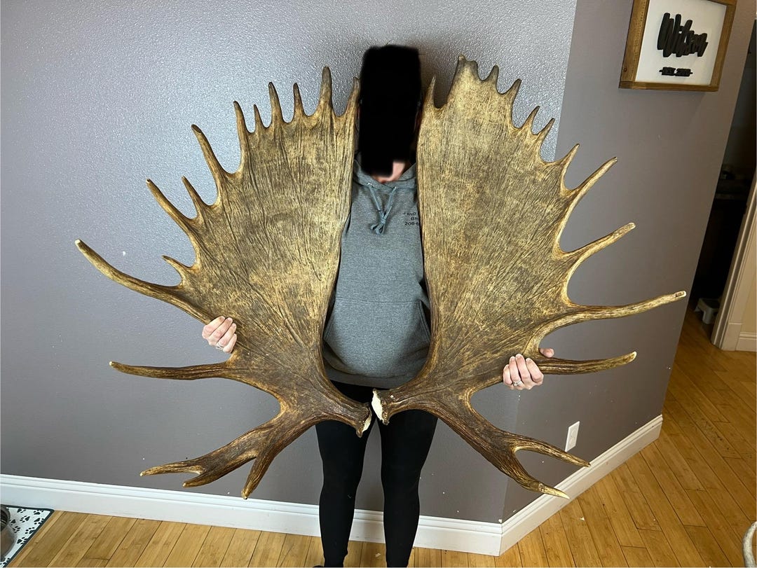 HUGE Alaskan Moose Shed Set Antler Horn Carving Wild - Etsy