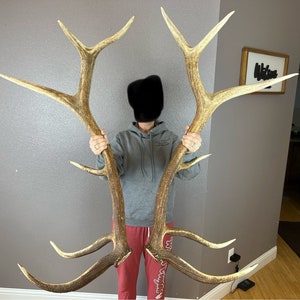 Matched Set BIG 6x6 ELK ANTLER Sheds Wild Idaho Horn Deer Shed Moose ...