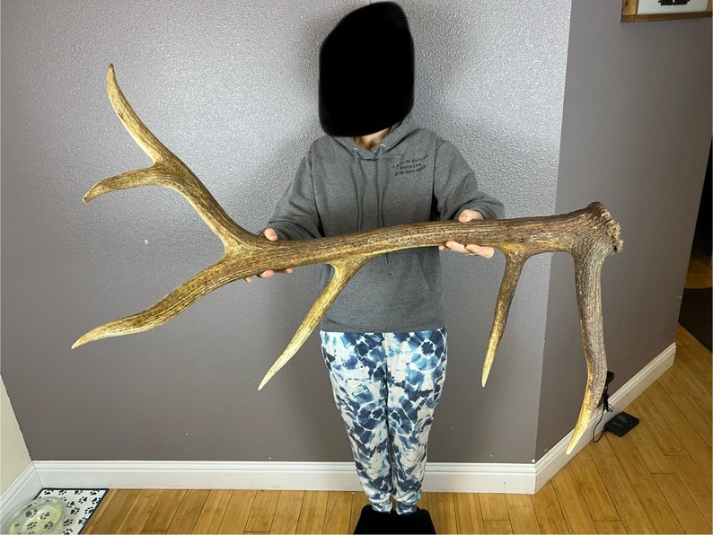 ELK SHED 6pt BIG Self-standing Antler Wild Idaho Horn Deer Moose - Etsy