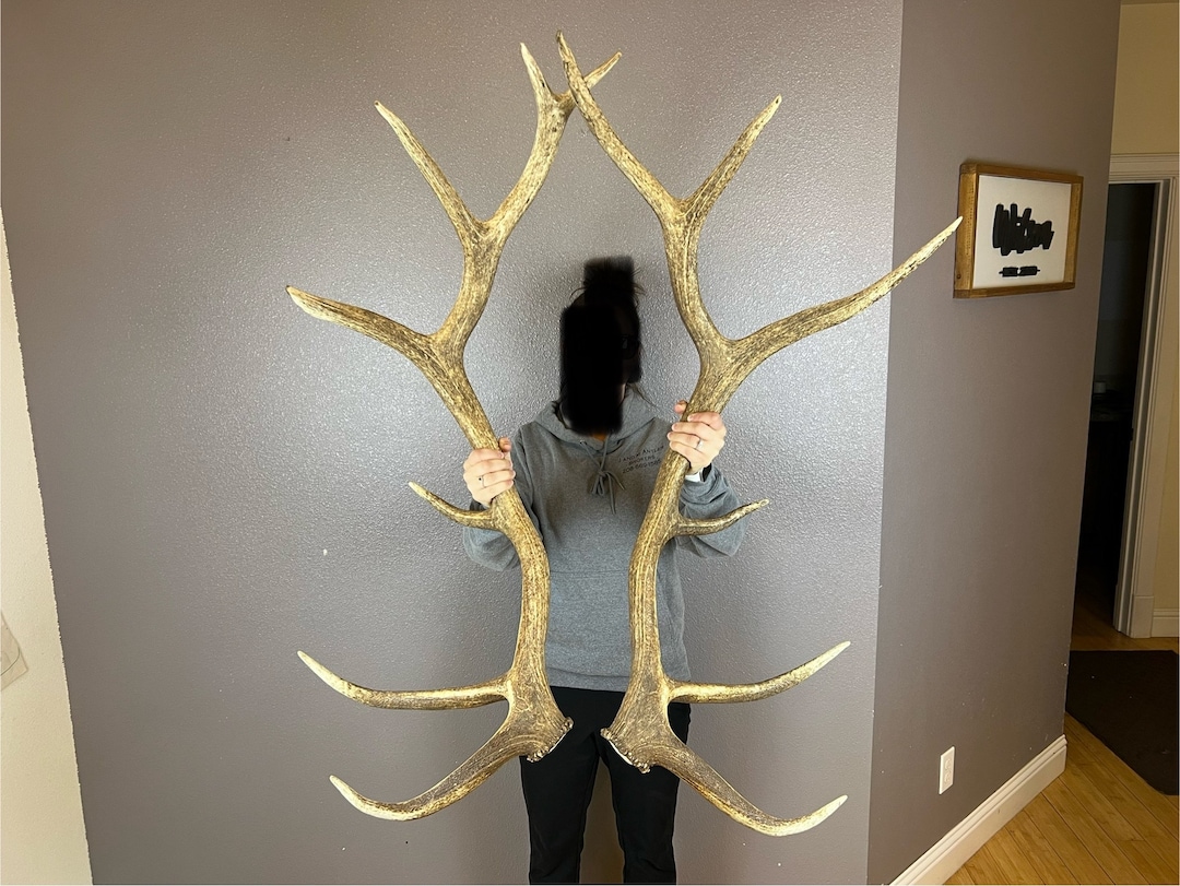 Matched Set 6x7 ELK ANTLER Sheds Wild Idaho Horn Deer Shed Moose Decor ...