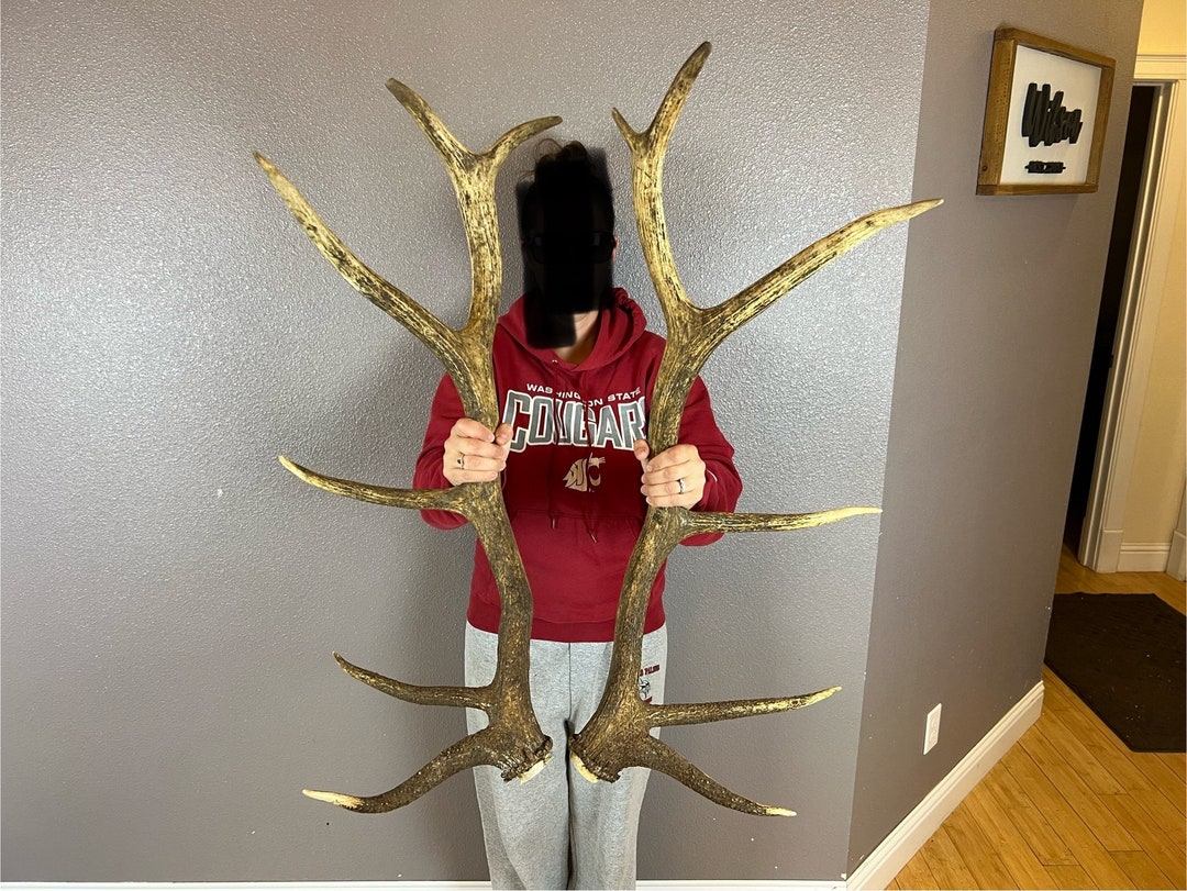 Matched Set 6x6 ELK ANTLERS CUTS Wild Idaho Horn Deer Moose Decor Cuts ...