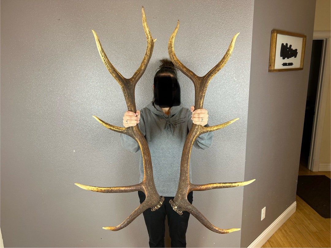 Matched Set 5x5 ELK ANTLER Sheds Wild Idaho Horn Deer Shed Moose Decor ...