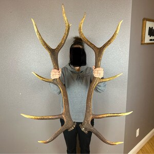 Matched Set 5x5 ELK ANTLER Sheds Wild Idaho Horn Deer Shed Moose Decor ...