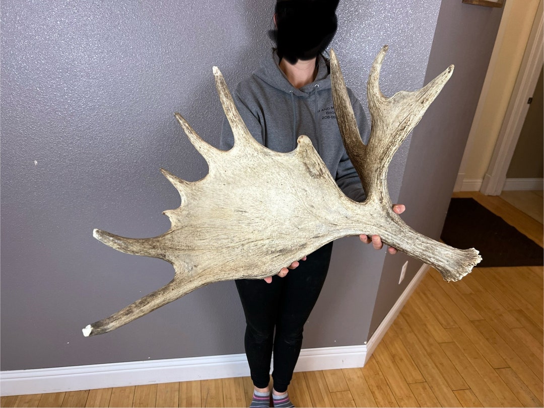 Huge SELF STANDING Moose Shed Antler Horn Carving Wild Alaskan Wedding ...