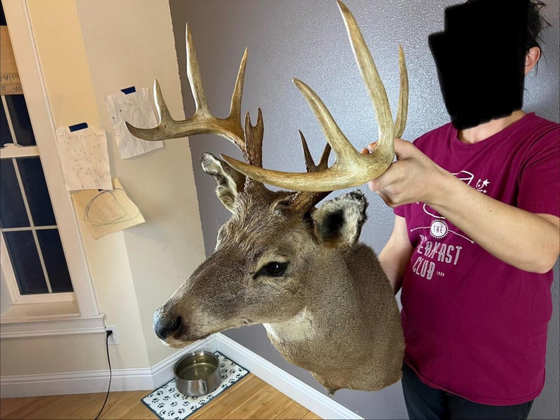 Whitetail 6x6 Deer Shoulder Mount Taxidermy Horns Wall Mount Head ...