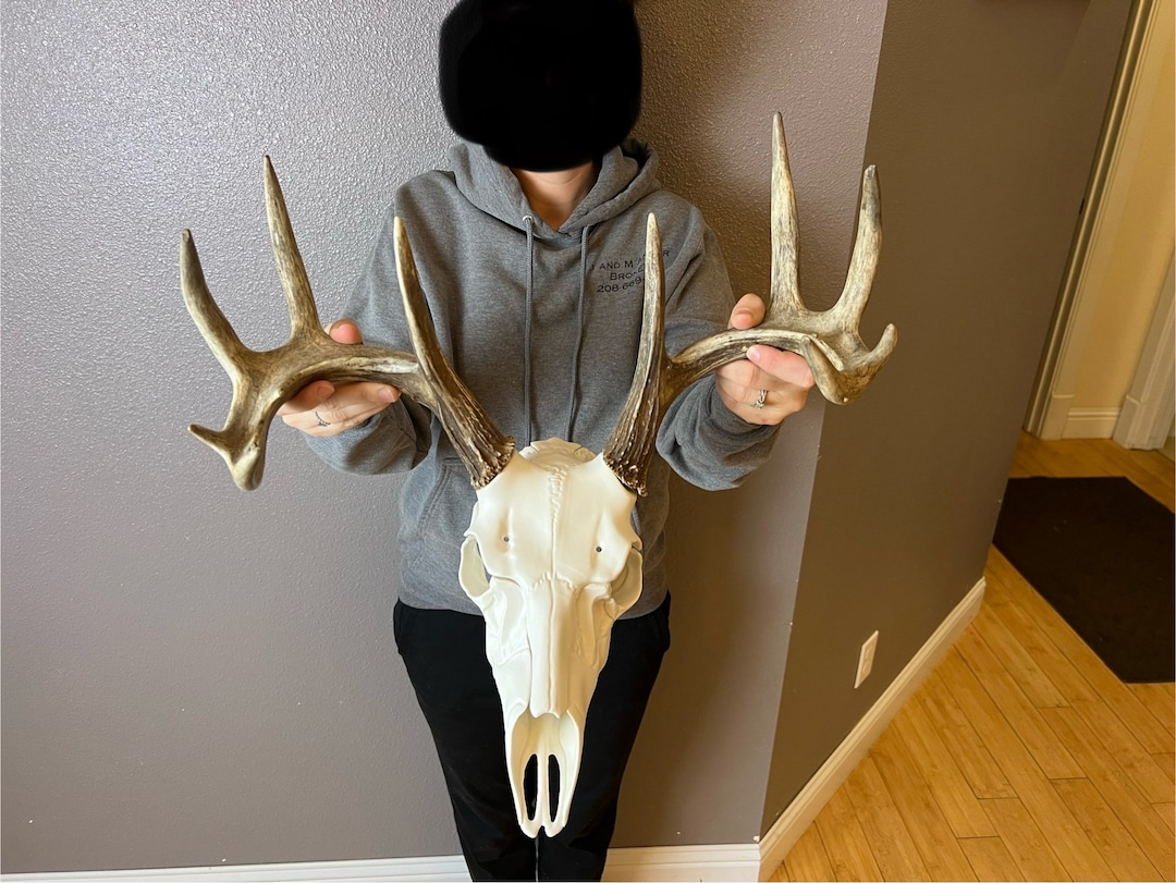 European Fake Skull Whitetail Deer Antlers Set Wild Idaho Horns Euro ...