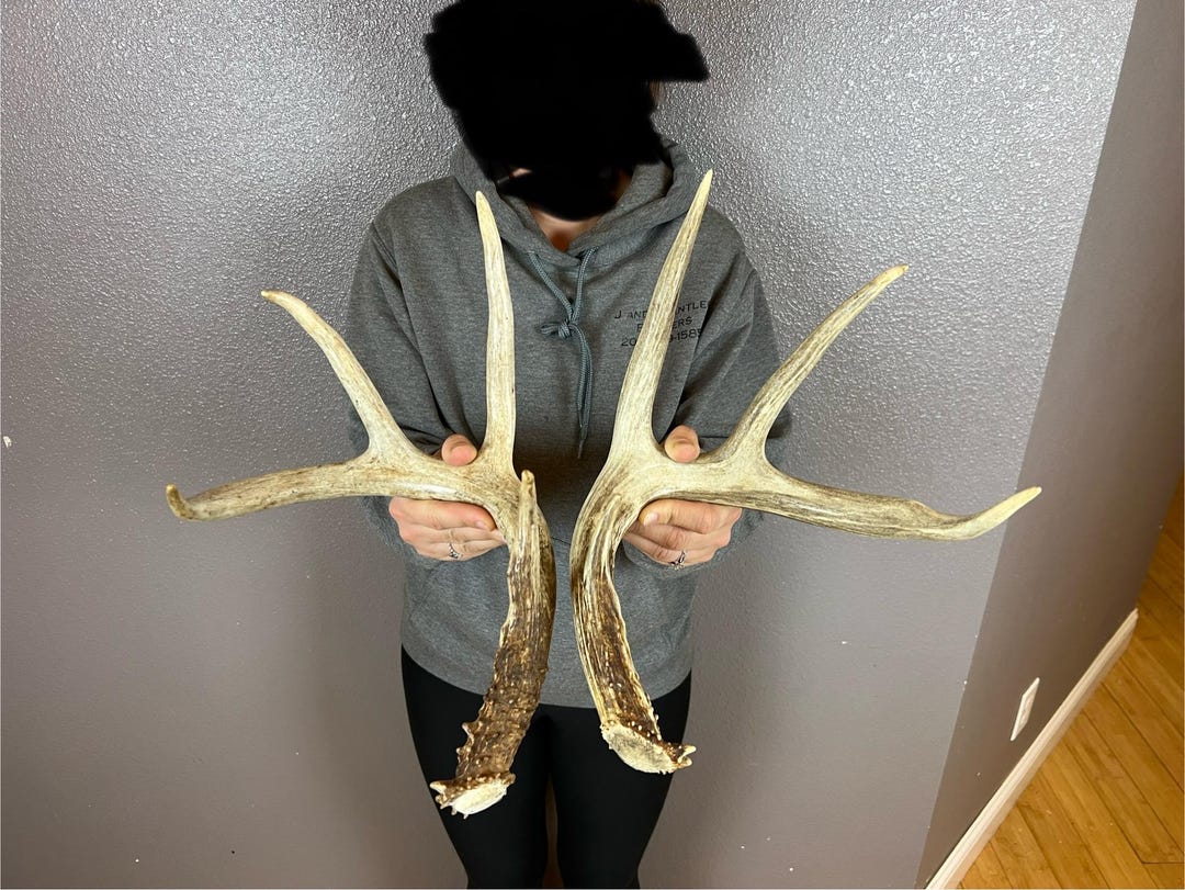 Two 4pt Whitetail Deer Antlers Sheds WILD IDAHO Rattles Horns Rustic ...