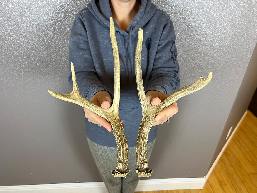 Matched Set Mule Deer Antlers Cut Offs 2x3 Wild Idaho Horns - Etsy