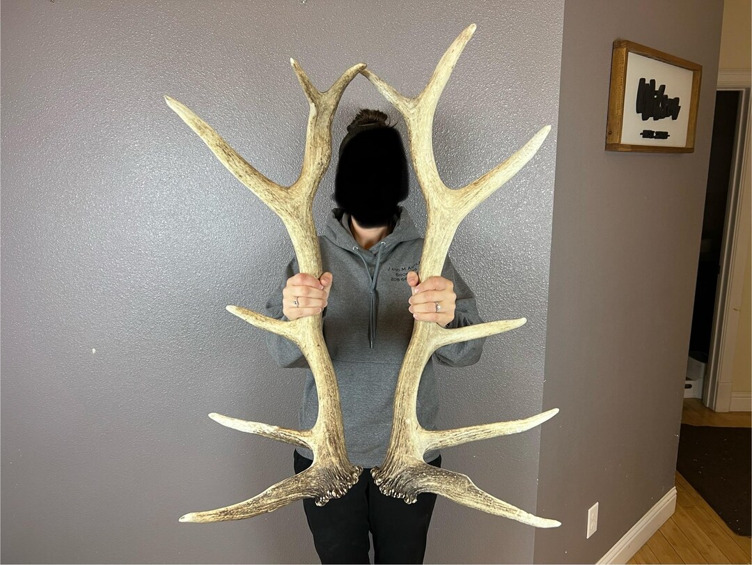 Matched Set 6x6 ELK Antler Sheds Wild Idaho Horn Deer Shed Moose Decor ...