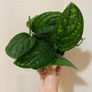 Rare Monstera Peru Green Galaxy Philodendron Monstera Karstenianum ...