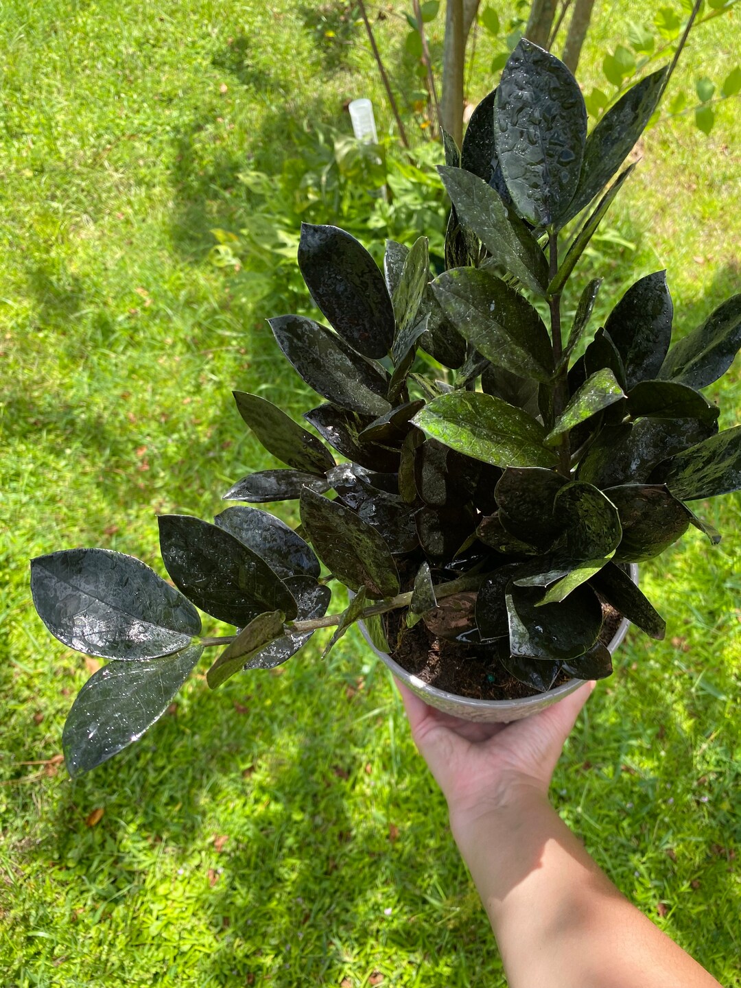Black Raven ZZ, Dark ZZ Plant in 6” Pot, Zamioculcas Zamiifolia, Live ...
