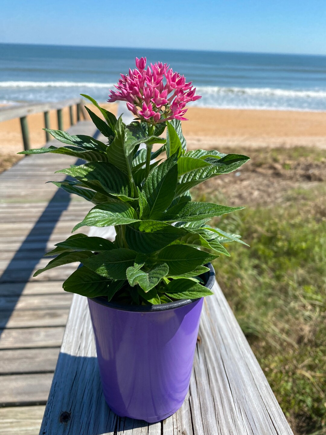 LIVE Pentas, Pink Pentas Lanceolata, 4” Nursery Pot, Pet Friendly ...