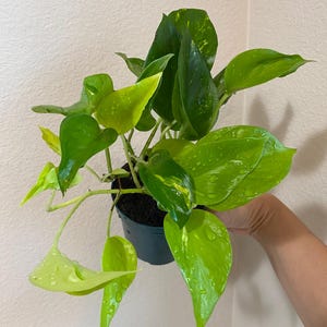 Pothos Champs Elysees | Teruno Pothos | Epipremnum Japanese Pothos ...
