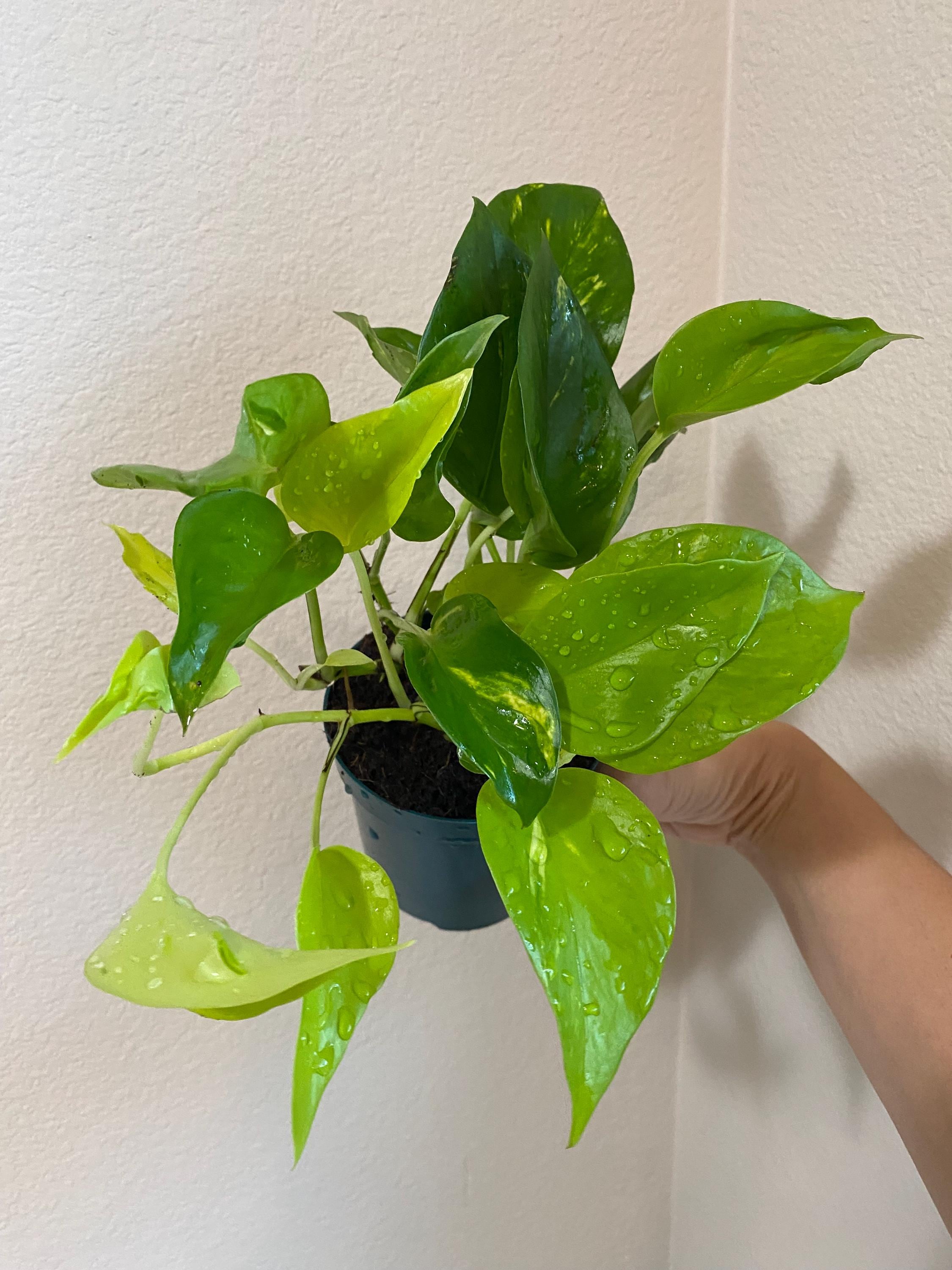 Pothos Champs Elysees | Teruno Pothos | Epipremnum Japanese Pothos ...