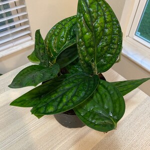 Rare Monstera Peru Green Galaxy Philodendron Monstera Karstenianum ...