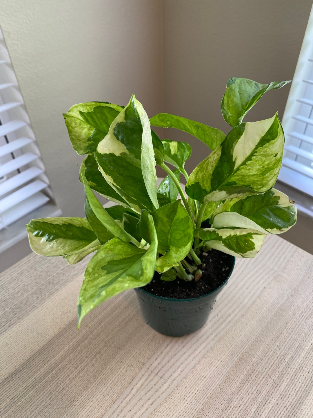 Lemon Meringue Pothos 4” Nursery Pot, Lizard Queen Live Rare Indoor ...