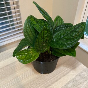 Rare Monstera Peru Green Galaxy Philodendron Monstera Karstenianum ...