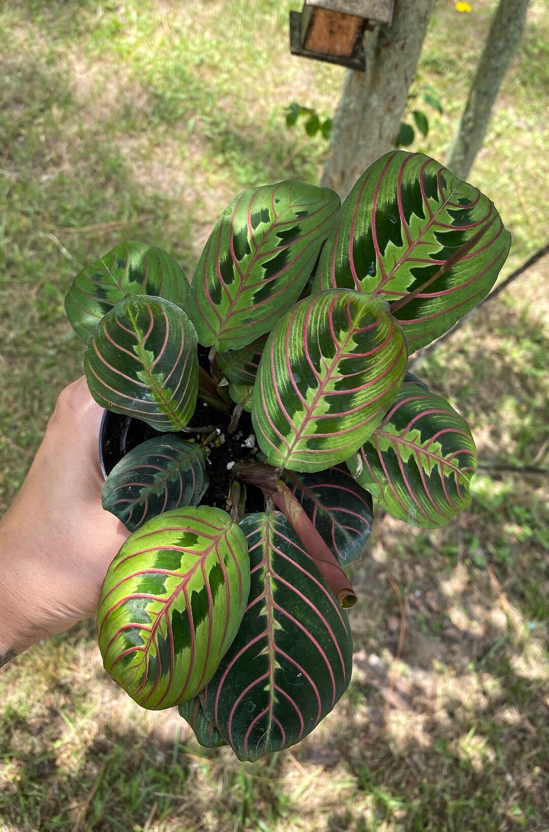 Red Maranta, Maranta Leuconeura, Rare Tropical Houseplant 4” Nursery ...