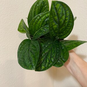 Rare Monstera Peru Green Galaxy Philodendron Monstera Karstenianum ...