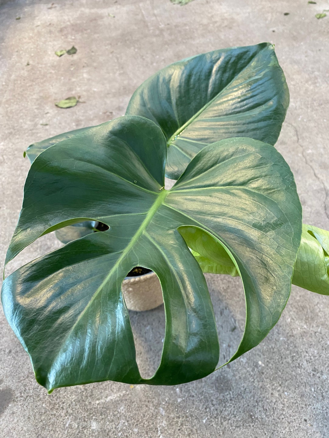 Monstera Deliciosa, Live Monstera, Tropical Split Leaf Plant, Tropical ...