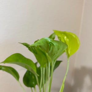 Pothos Champs Elysees | Teruno Pothos | Epipremnum Japanese Pothos ...