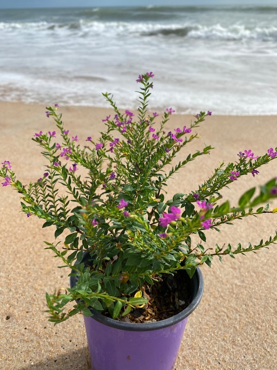 LIVE Mexican Heather Plant 4.5 Inch Nursery Pot - Etsy