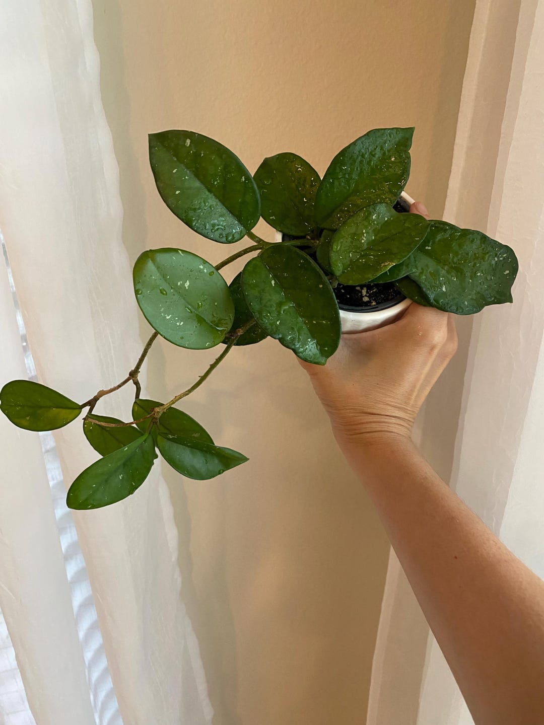 Hoya Carnosa Freckles Splash | Rare Variegated Wax Plant Hoya | 4 ...