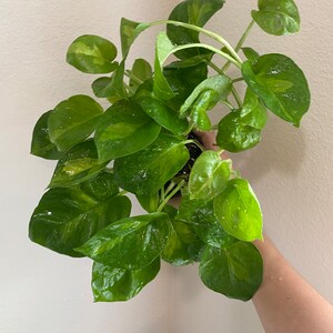 Global Green Pothos | Live Tropical Houseplant| Rare | 4” Nursery Pot ...